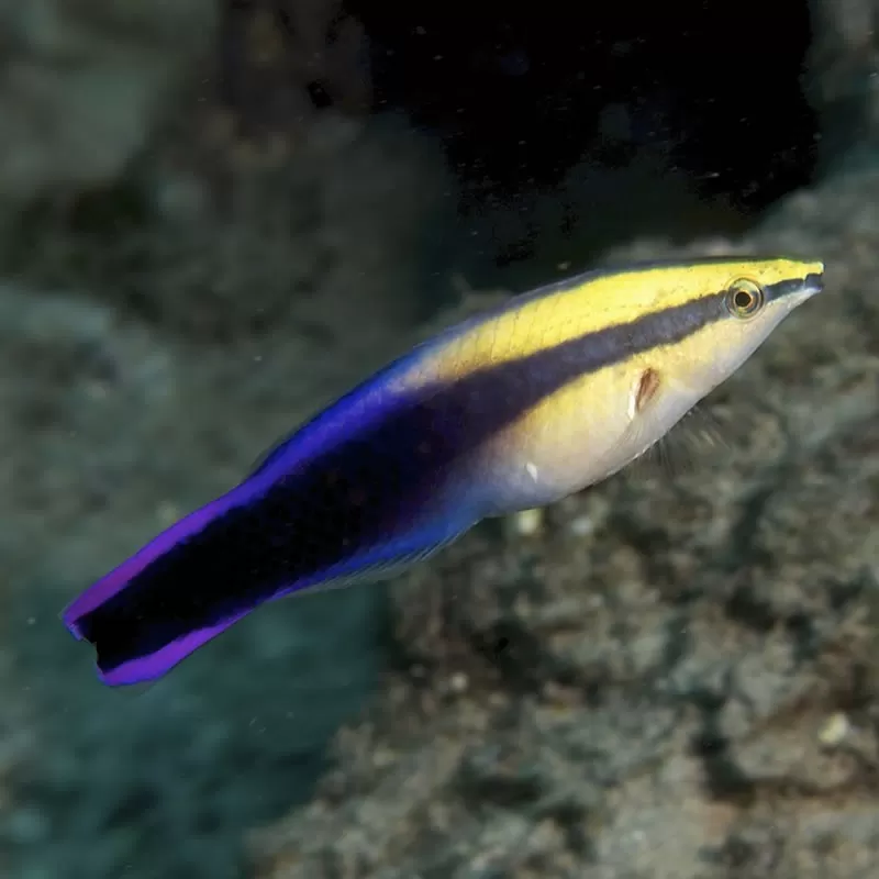 Labroides Phthirophagus | Coralandfishstore.nl