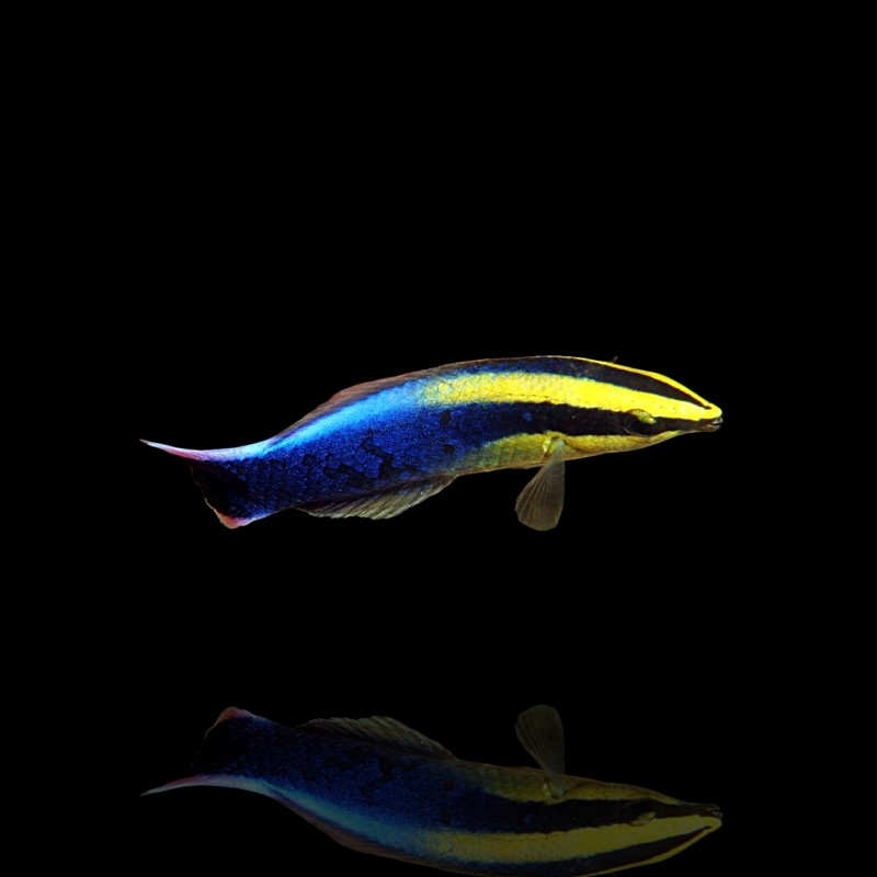 Labroides Phthirophagus | Coralandfishstore.nl