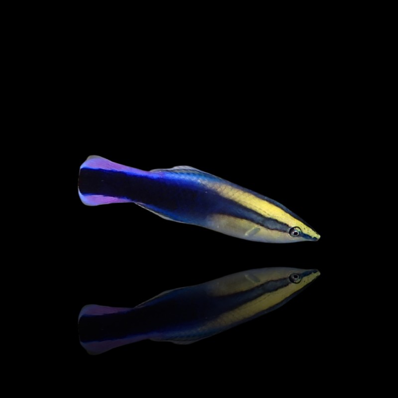 Labroides Phthirophagus | Coralandfishstore.nl