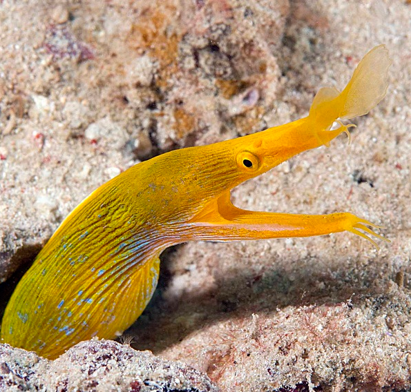 Rhinomuraena Quaesita Gelb | Coralandfishstore.nl